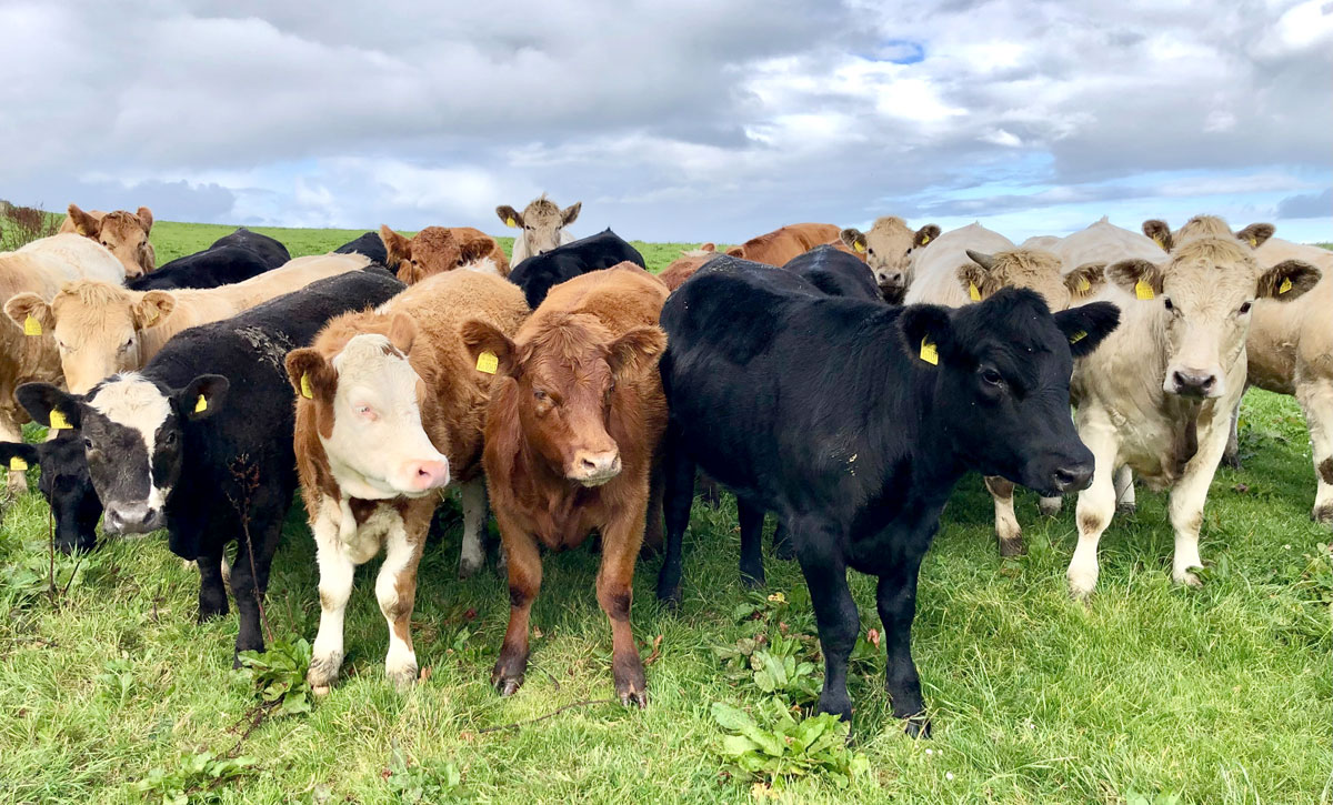 Video : domestic mammal biometry in the North Atlantic region ...