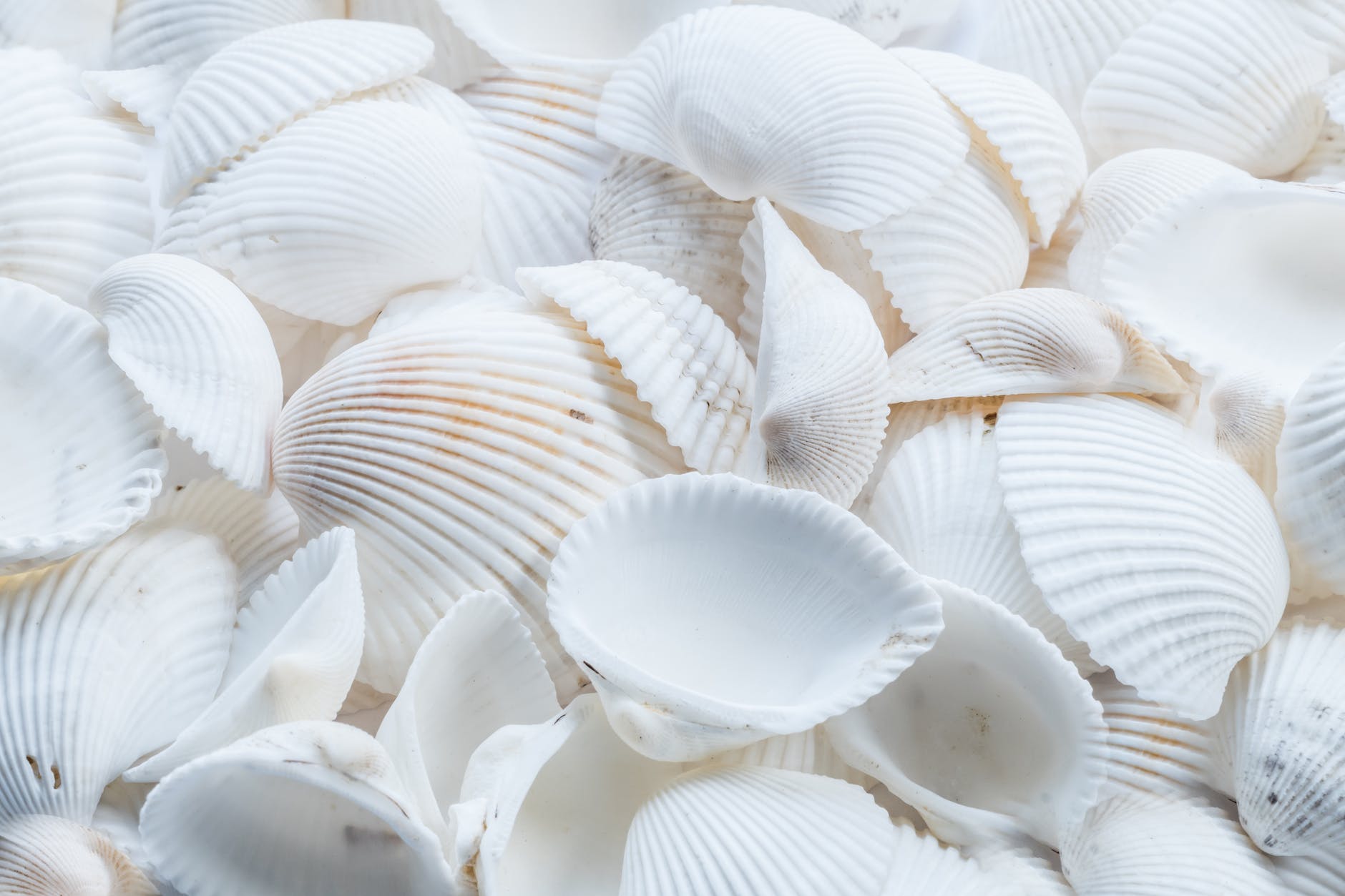 Join Holly for an evening of shells... - Archaeology Orkney