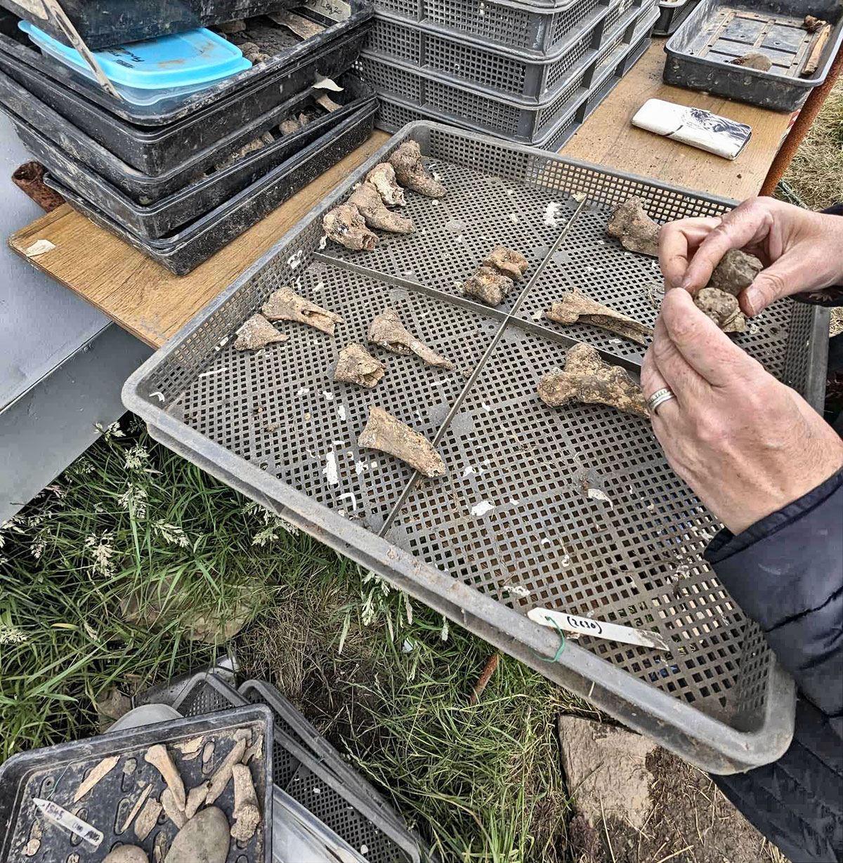 The Cairns dig diary - day seventeen - Archaeology Orkney