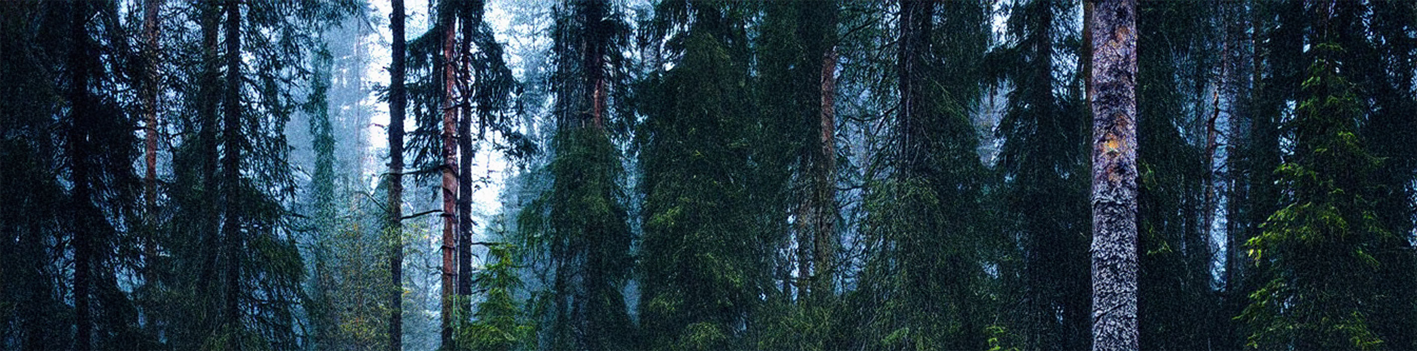 Sacred forests bring Antonia to Finland - Archaeology Orkney